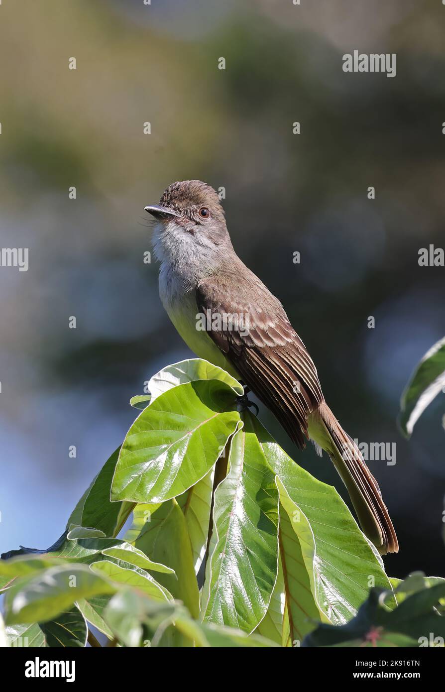 Short-crested Flycatcher (Myiarchus ferox) adult perched on top of tree ...