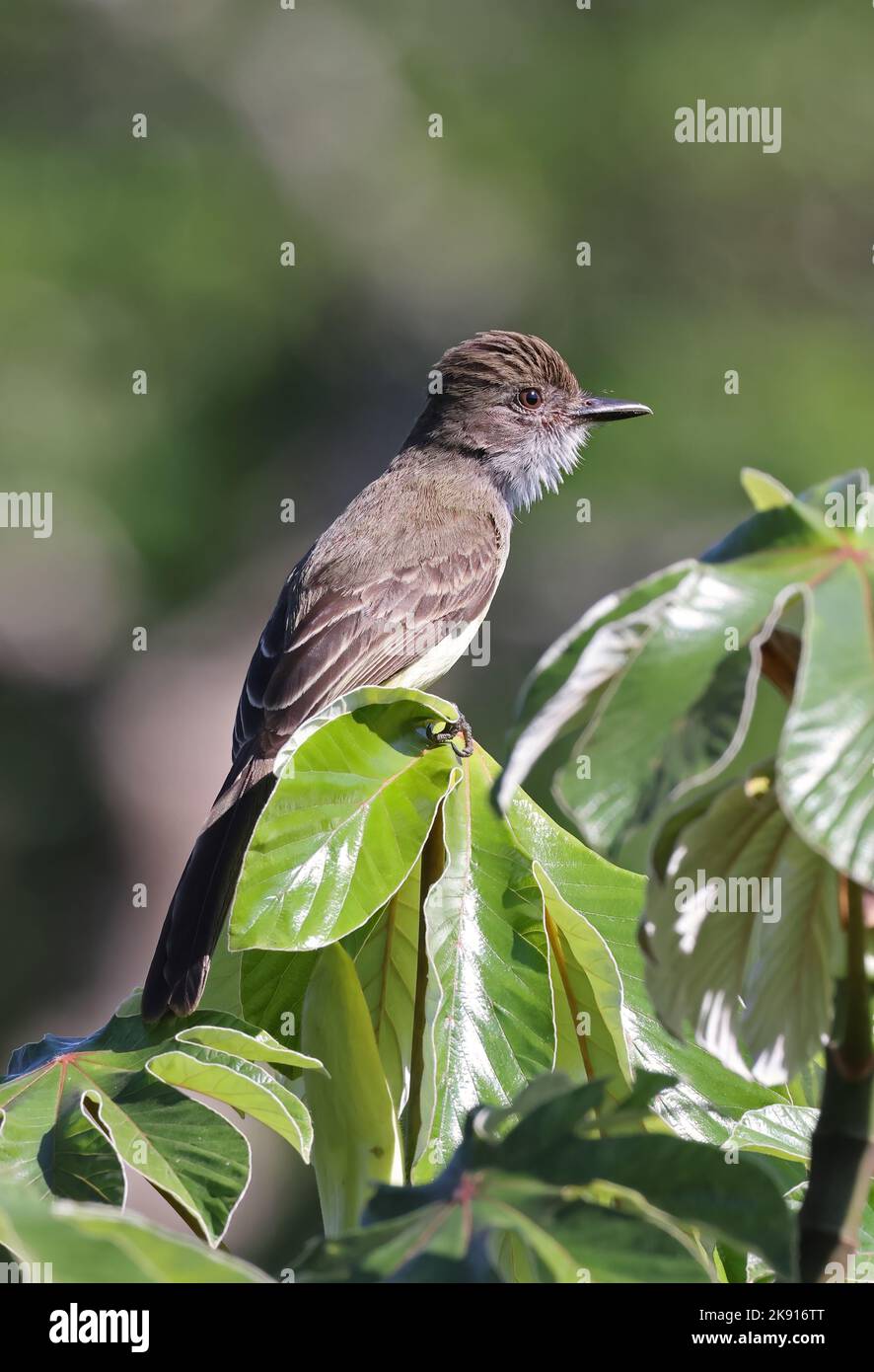 Short-crested Flycatcher (Myiarchus ferox) adult perched on top of tree ...