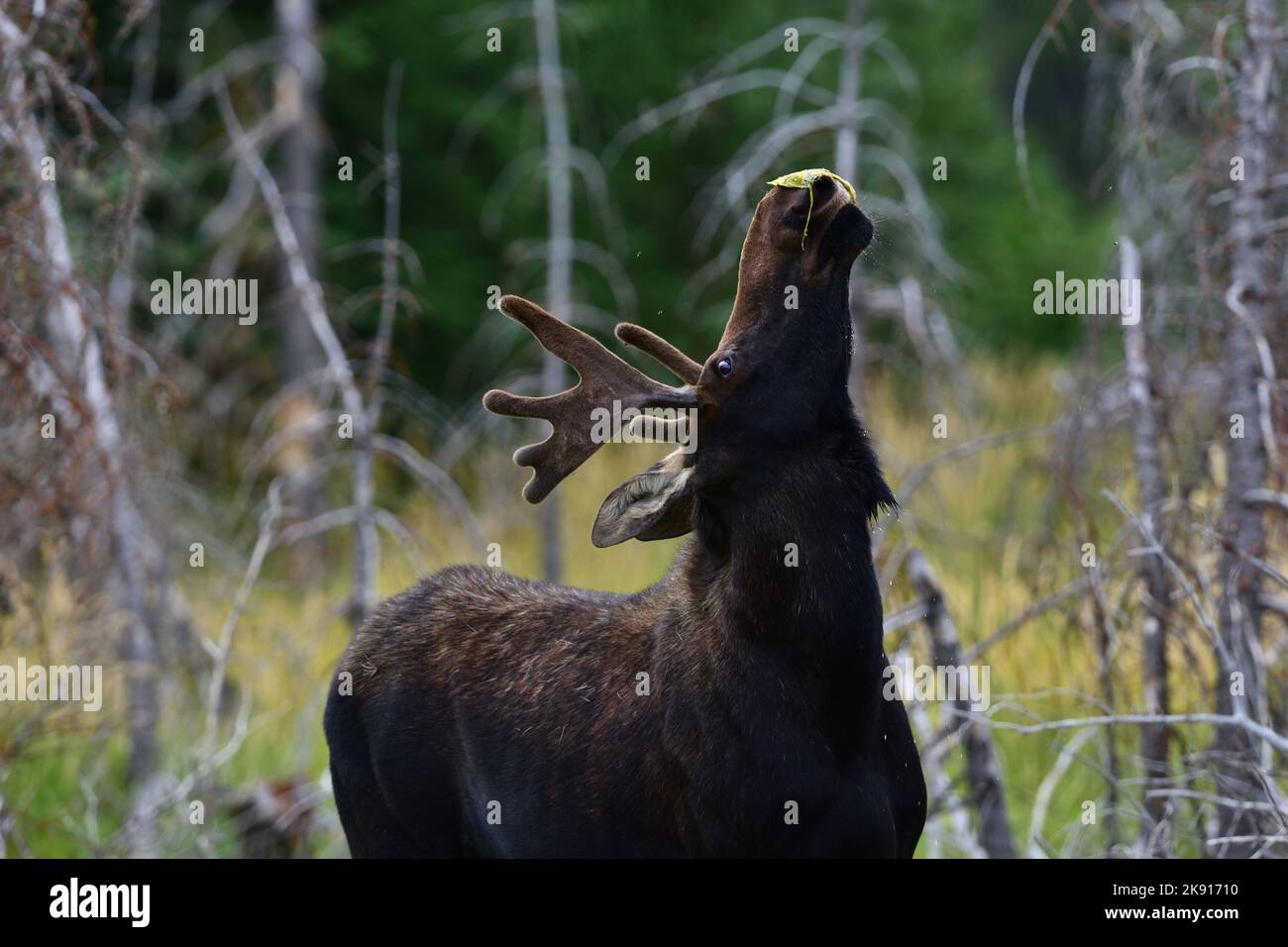Close up moose nose hi-res stock photography and images - Alamy