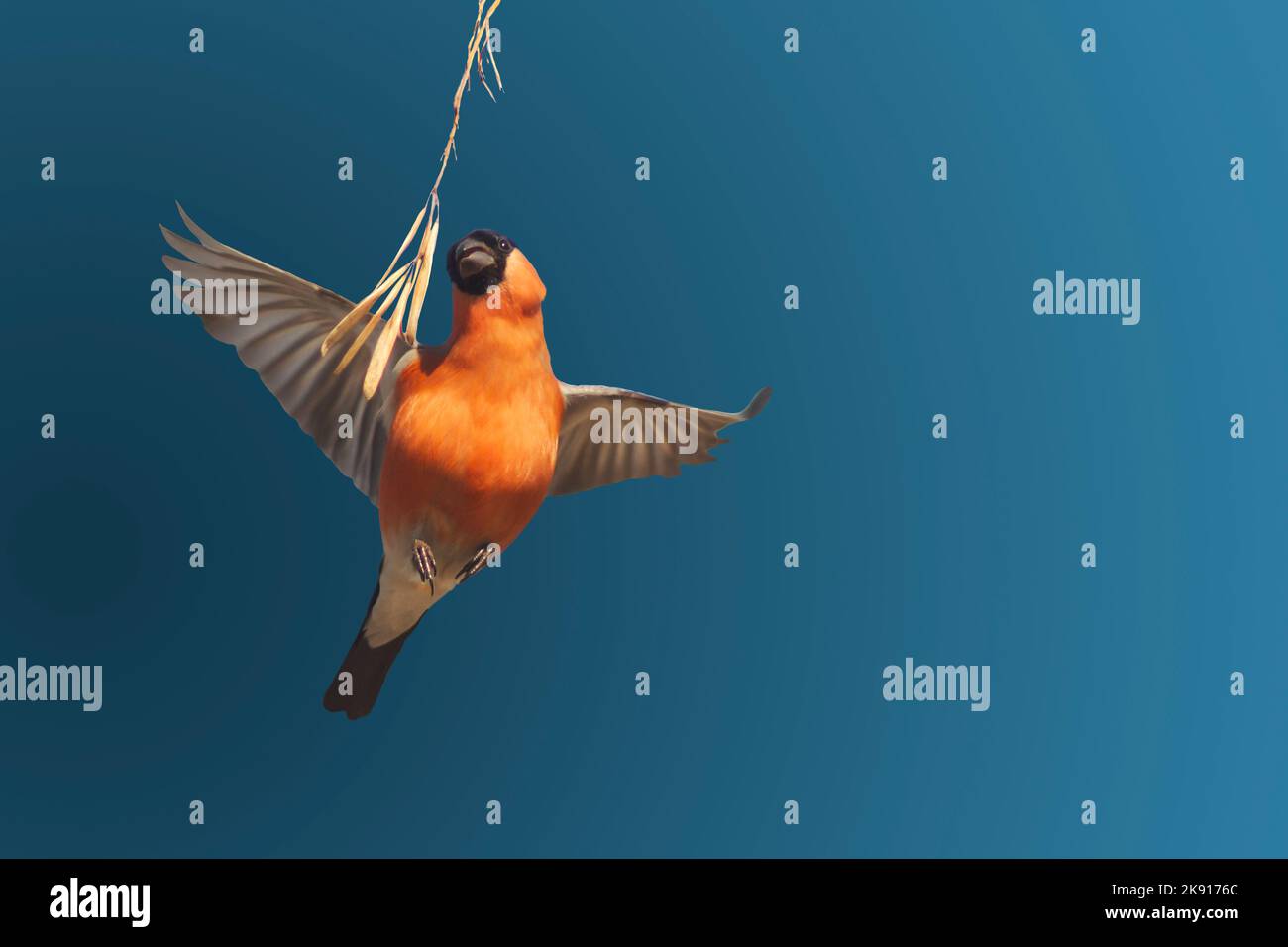 bullfinch in flight pluck ash seeds isolated on blue Stock Photo - Alamy