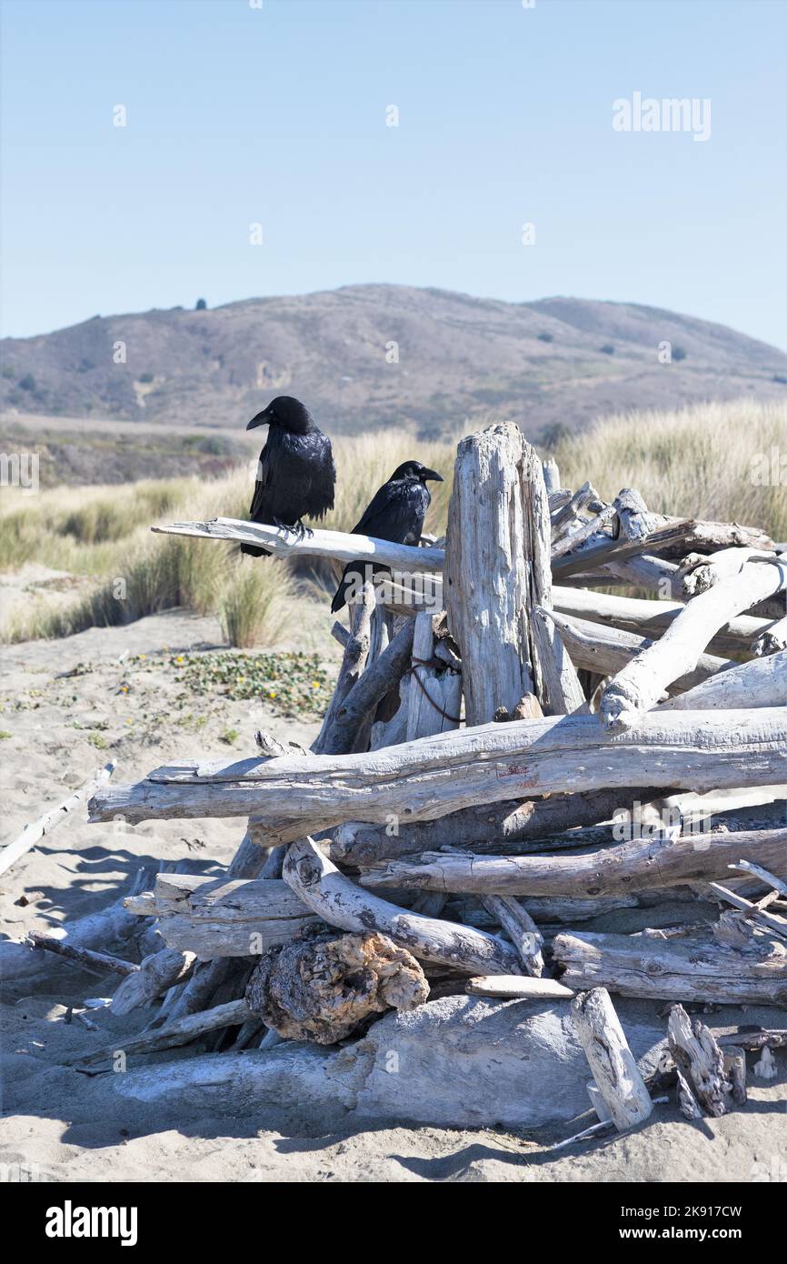 A pair of ravens perched side by side on a pile of drift wood near the ...