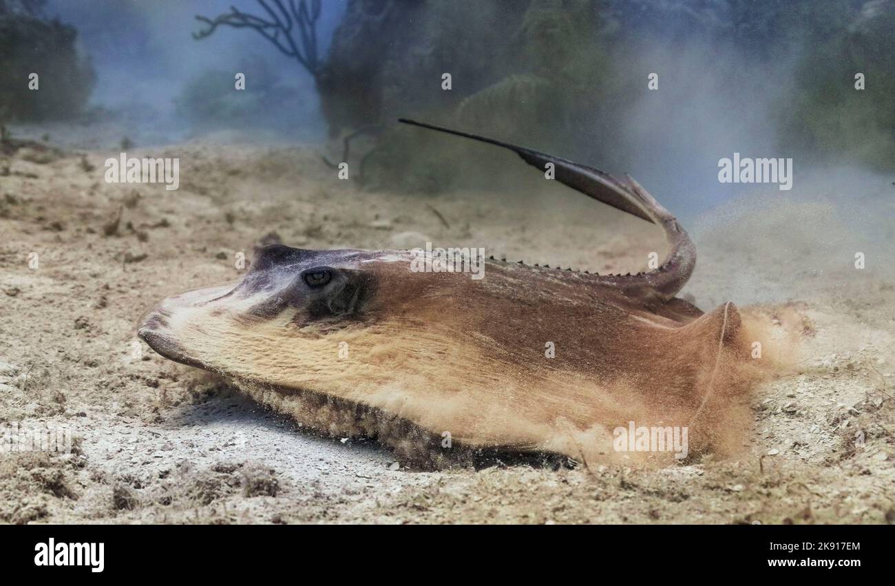 Claspers shark hi-res stock photography and images - Alamy