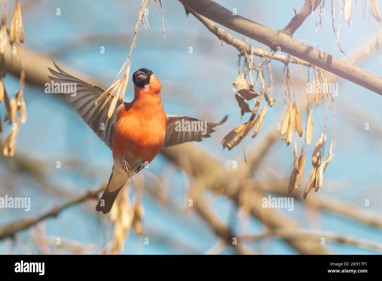 Pluck animals hi-res stock photography and images - Alamy