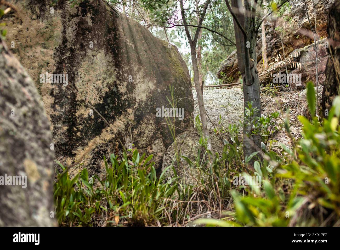 The big rocks in the green rainforest Stock Photo - Alamy