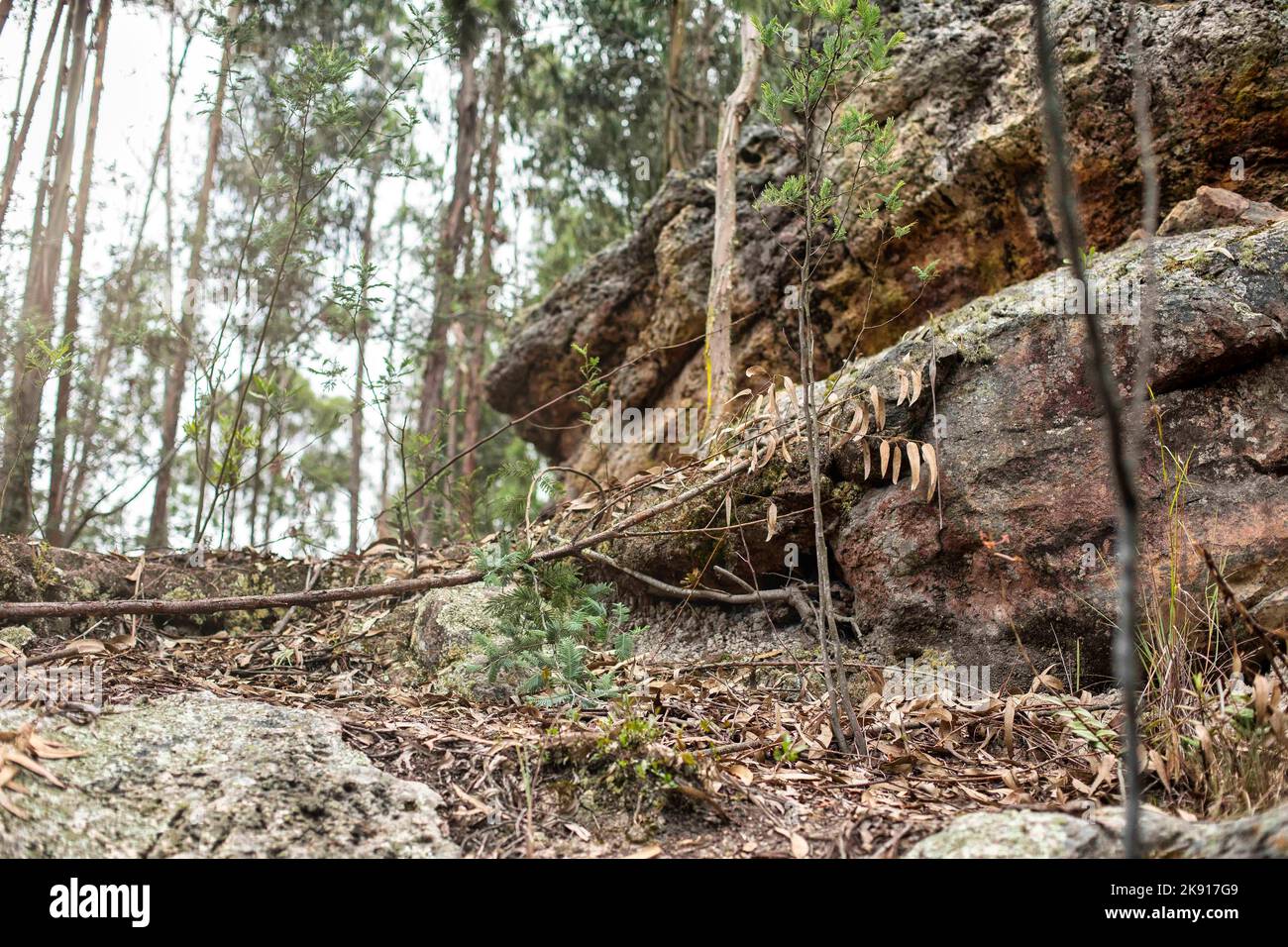 The big rocks in the green rainforest Stock Photo - Alamy