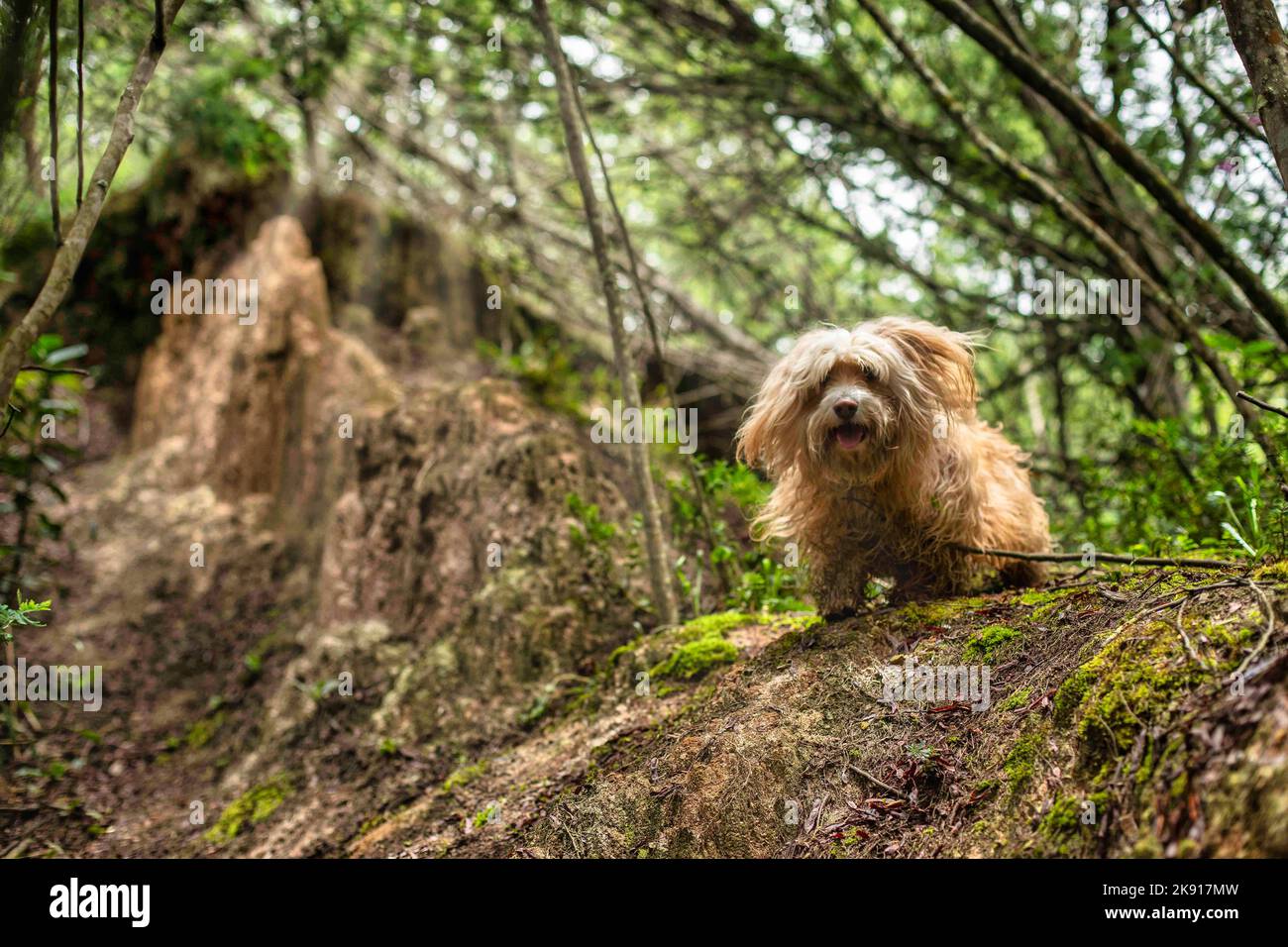 An adorable fluffy Bolonka dog in the green rainforest Stock Photo - Alamy