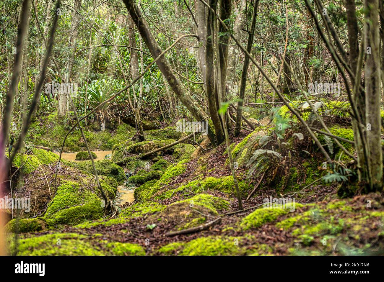 A landscape of a beautiful green rainforest with mossy rocks Stock ...