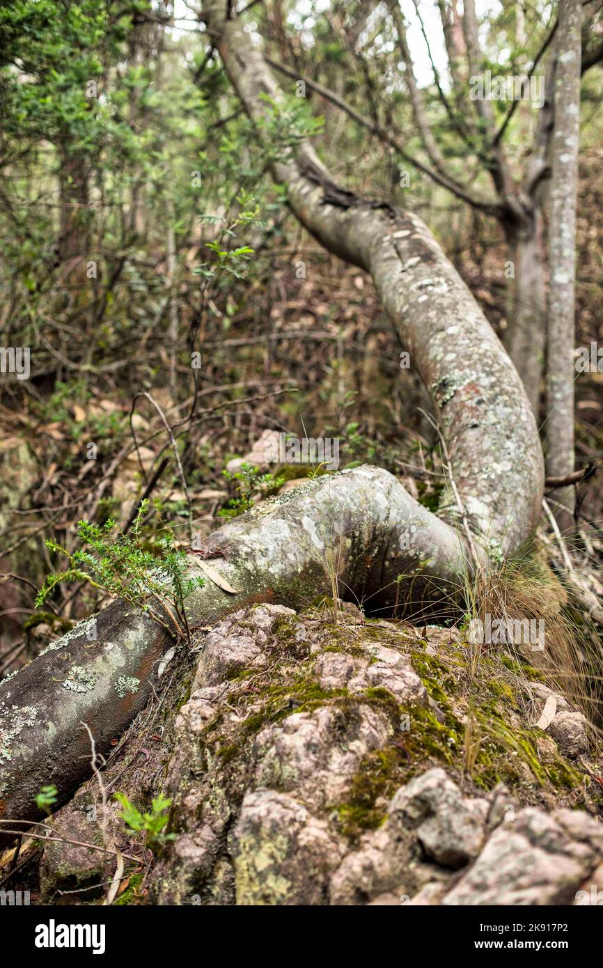 A vertical shot of a curvy tree trunk Stock Photo - Alamy