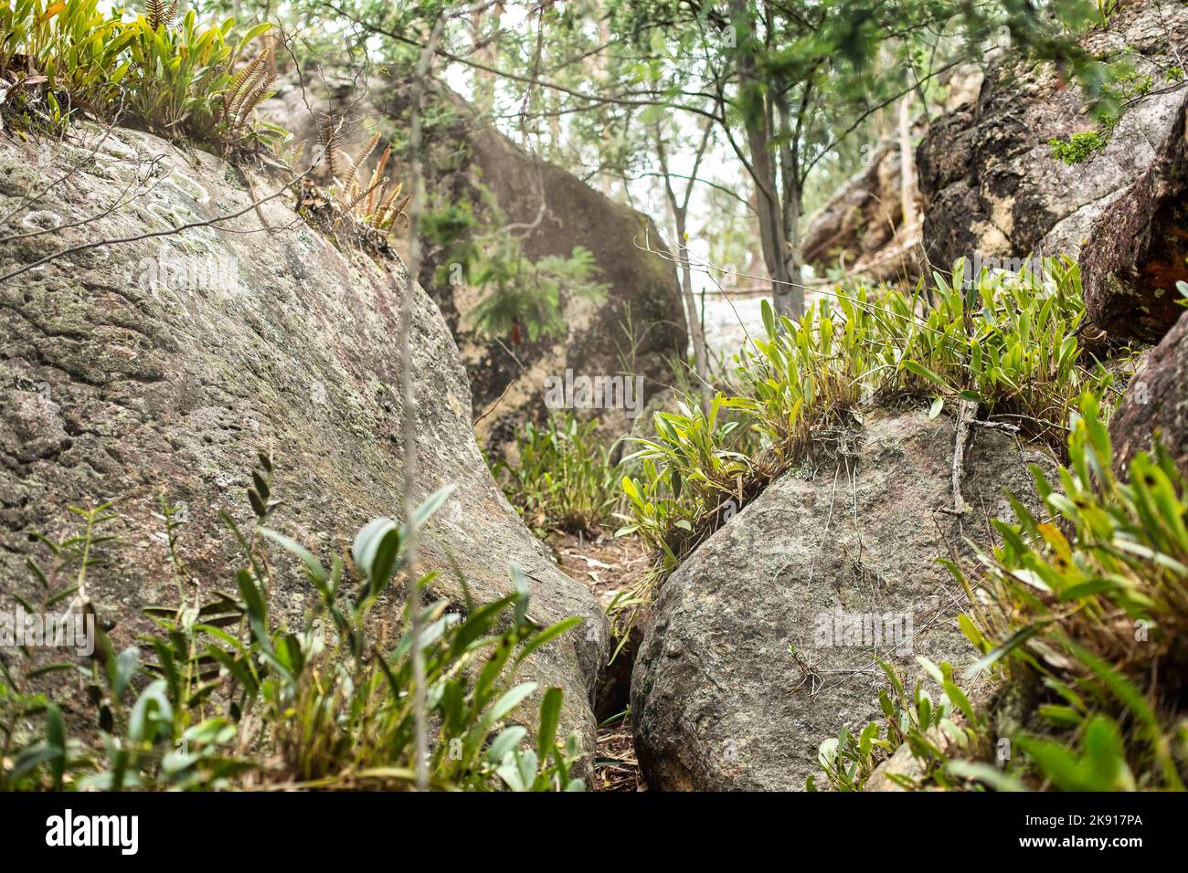 The big rocks in the green rainforest Stock Photo - Alamy