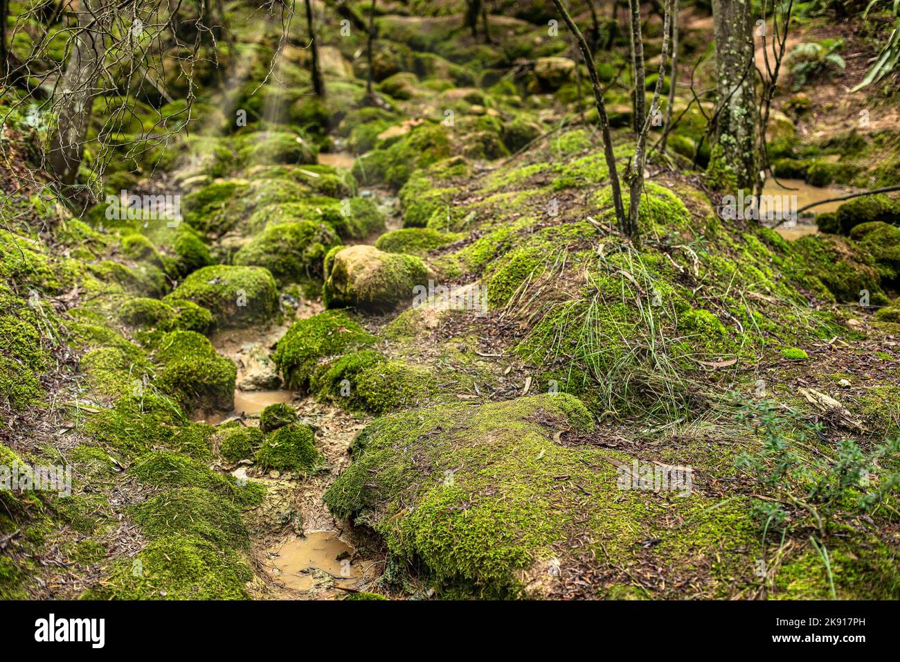 A landscape of a beautiful green rainforest with mossy rocks Stock ...