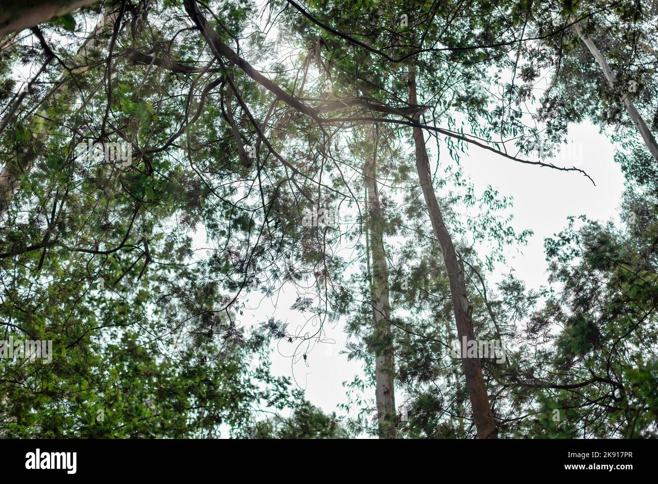 A low angle shot of the green trees Stock Photo - Alamy