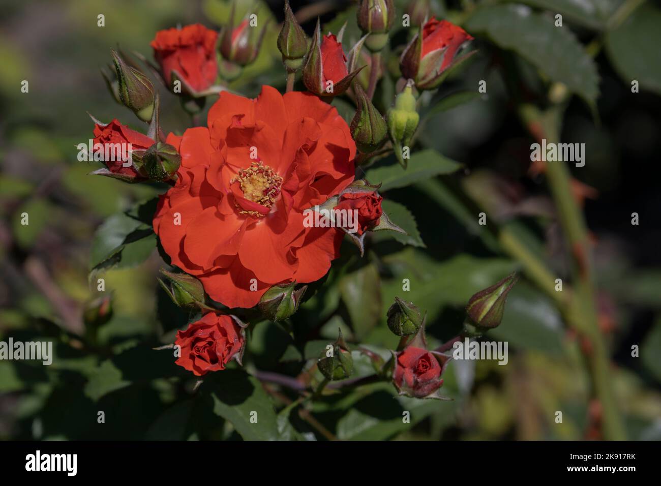 Red Rose ,Rosa glauca, Rosa rubrifolia Stock Photo - Alamy