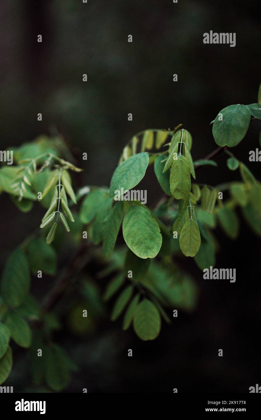 A vertical closeup of Black locust, Robinia pseudoacacia plant leaves ...