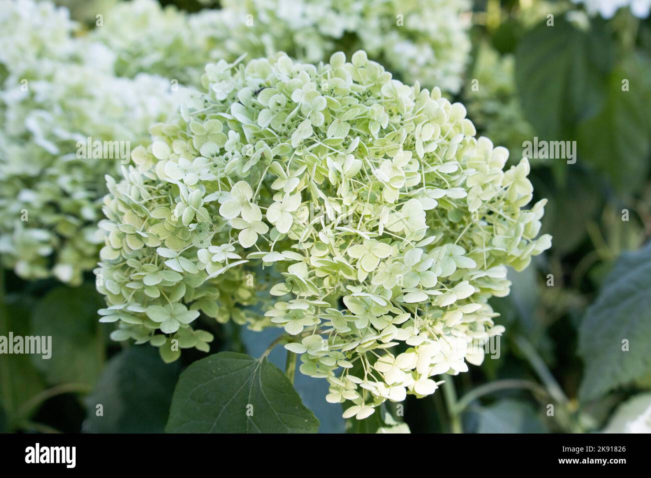 Hydrangea paniculata ,Hydrangea Stock Photo - Alamy
