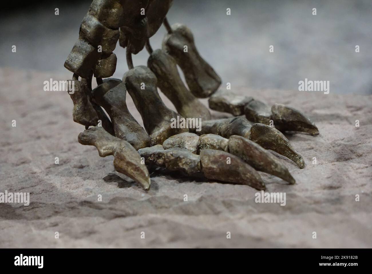 A closeup of a dinosaur skeleton foot in the museum Stock Photo - Alamy
