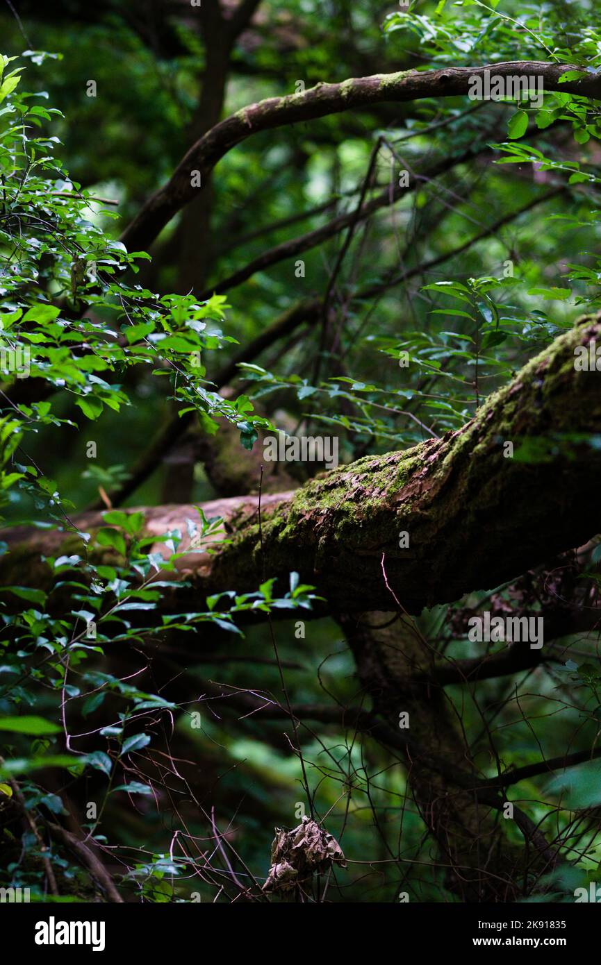 A vertical shot of a tree trunk covered in moss in a forest Stock Photo ...