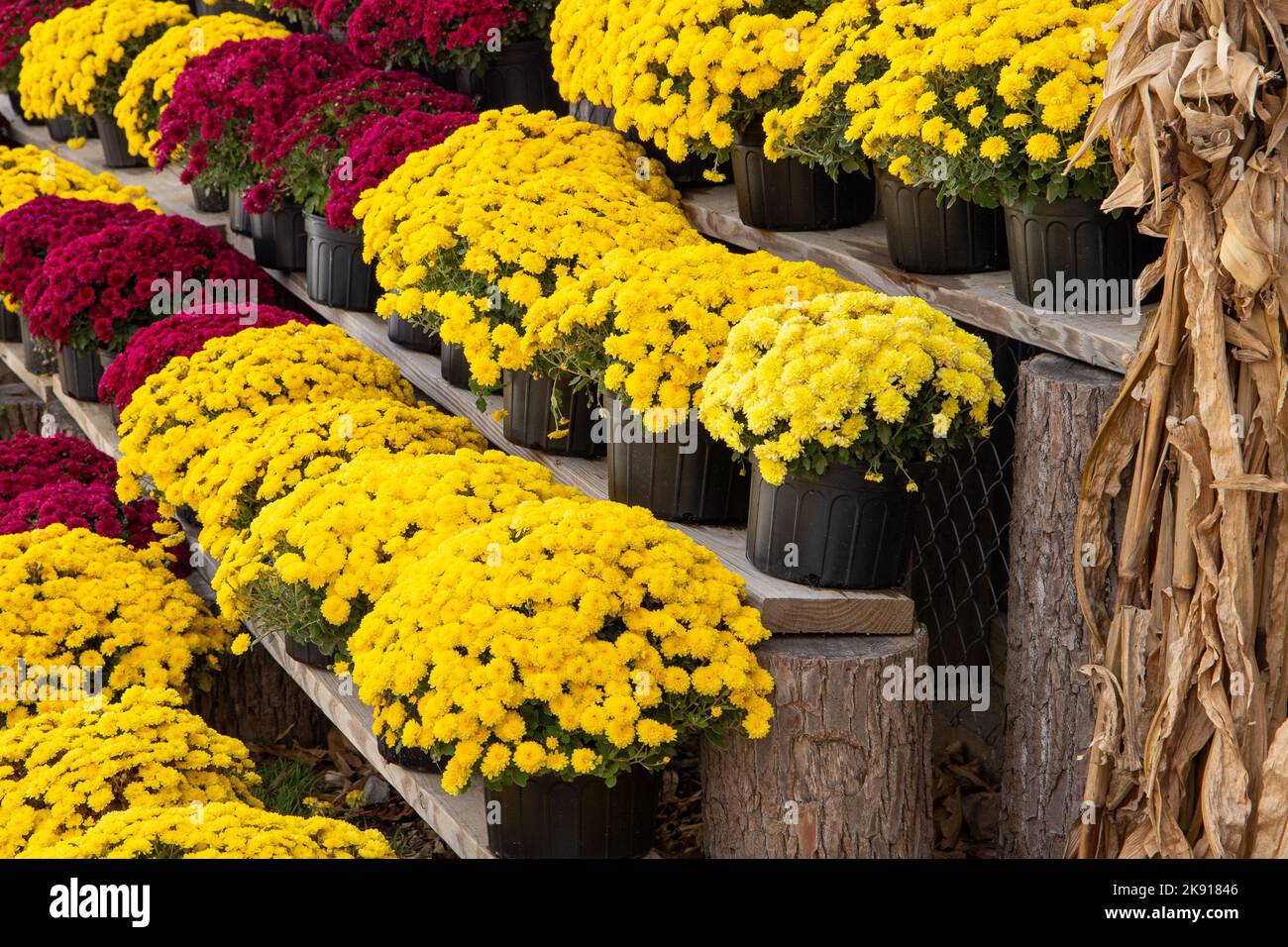 Mums at a farmer's market Stock Photo - Alamy