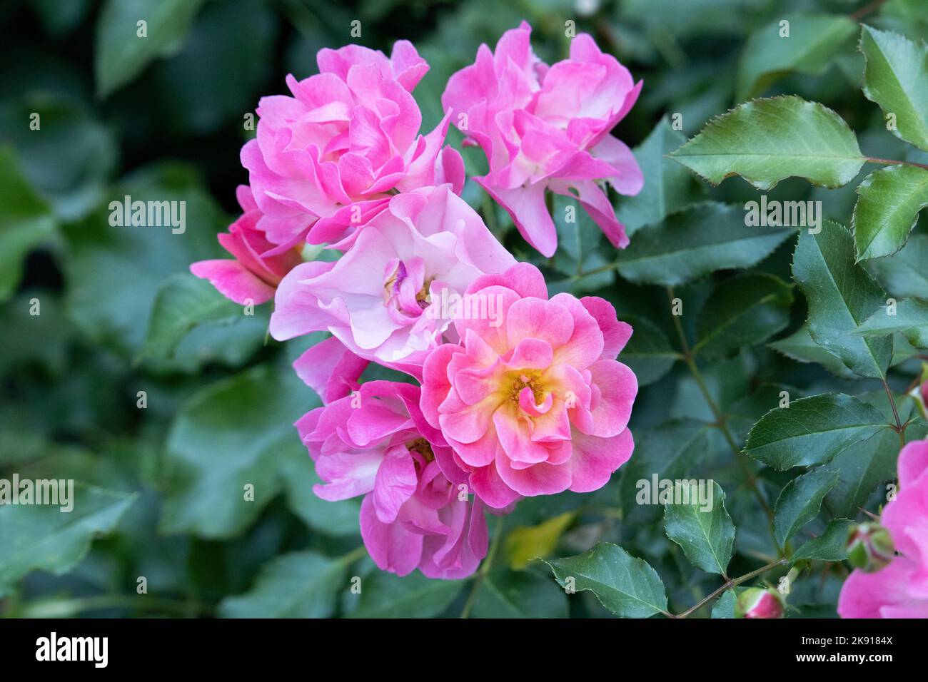 Rosa gallica , Pink rose ,Rosa gallica ‘Officinalis’ Stock Photo - Alamy
