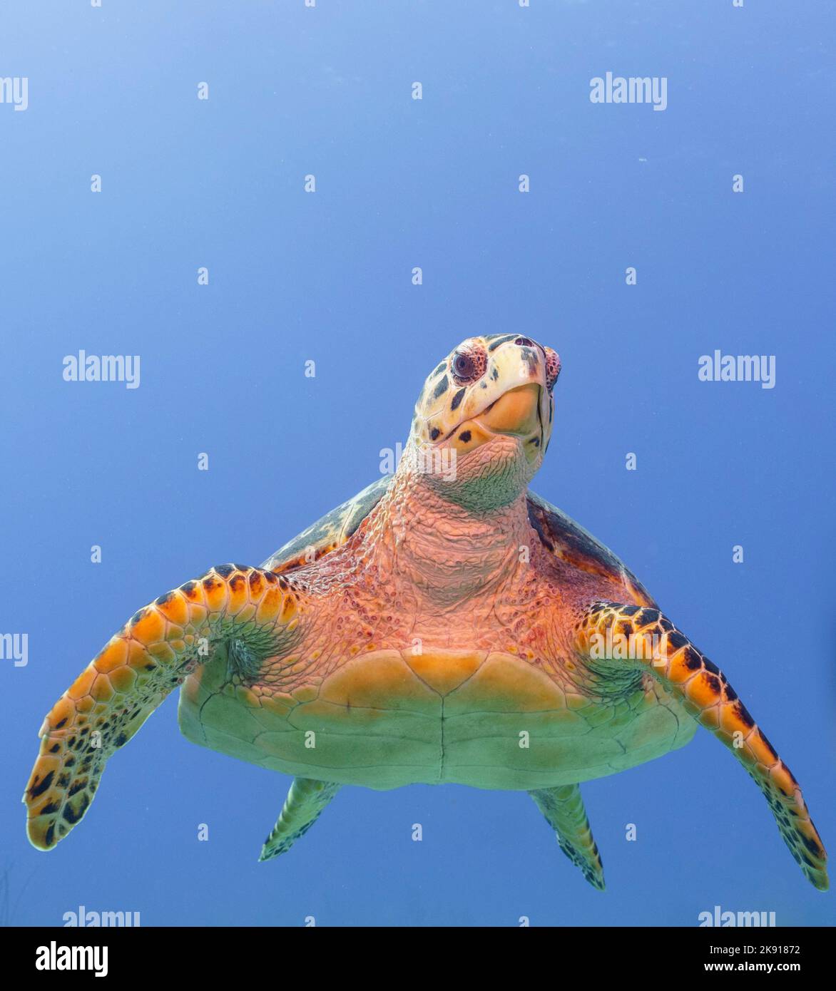 A closeup of a hawksbill sea turtle against the blue water background ...
