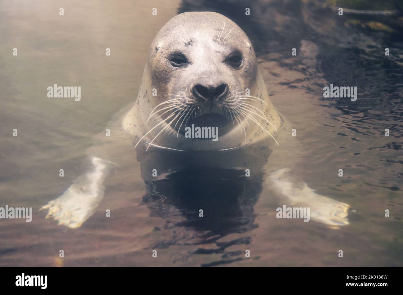 Grey Harbour Seal at Boston Aquarium, Boston, US Stock Photo - Alamy