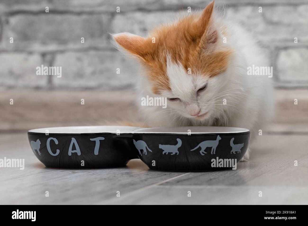 little kitten eats food from a bowl. kitten eating food Stock Photo - Alamy