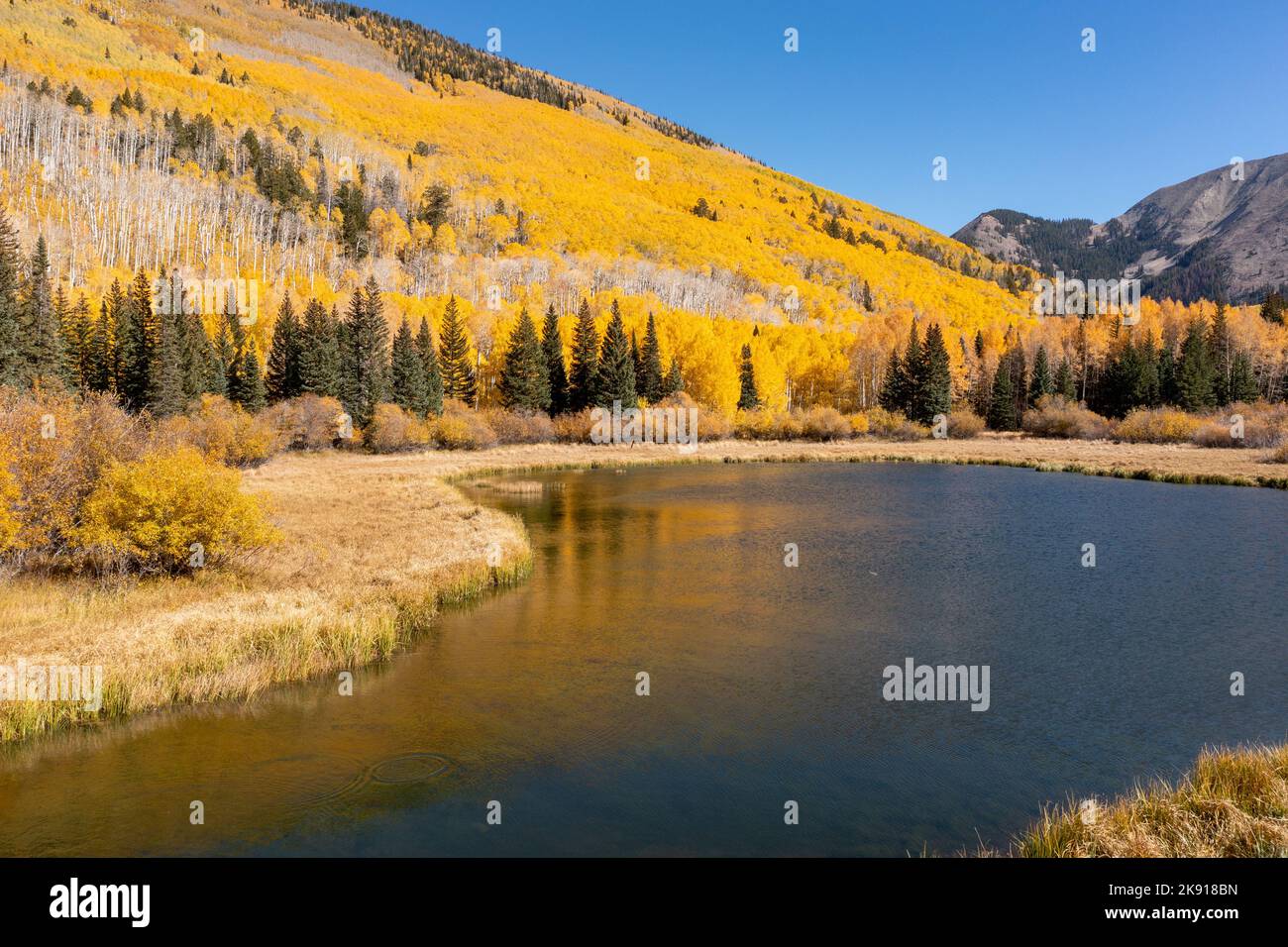 Aspen trees in fall color by Warner Lake in the La Sal Mountains in the ...