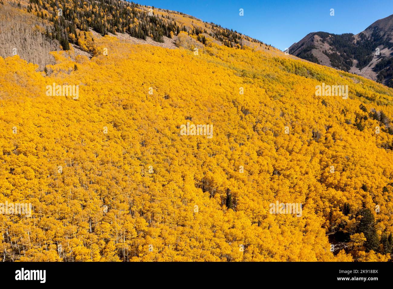 Aspen trees in fall color in the La Sal Mountains in the Manti-La Sal ...