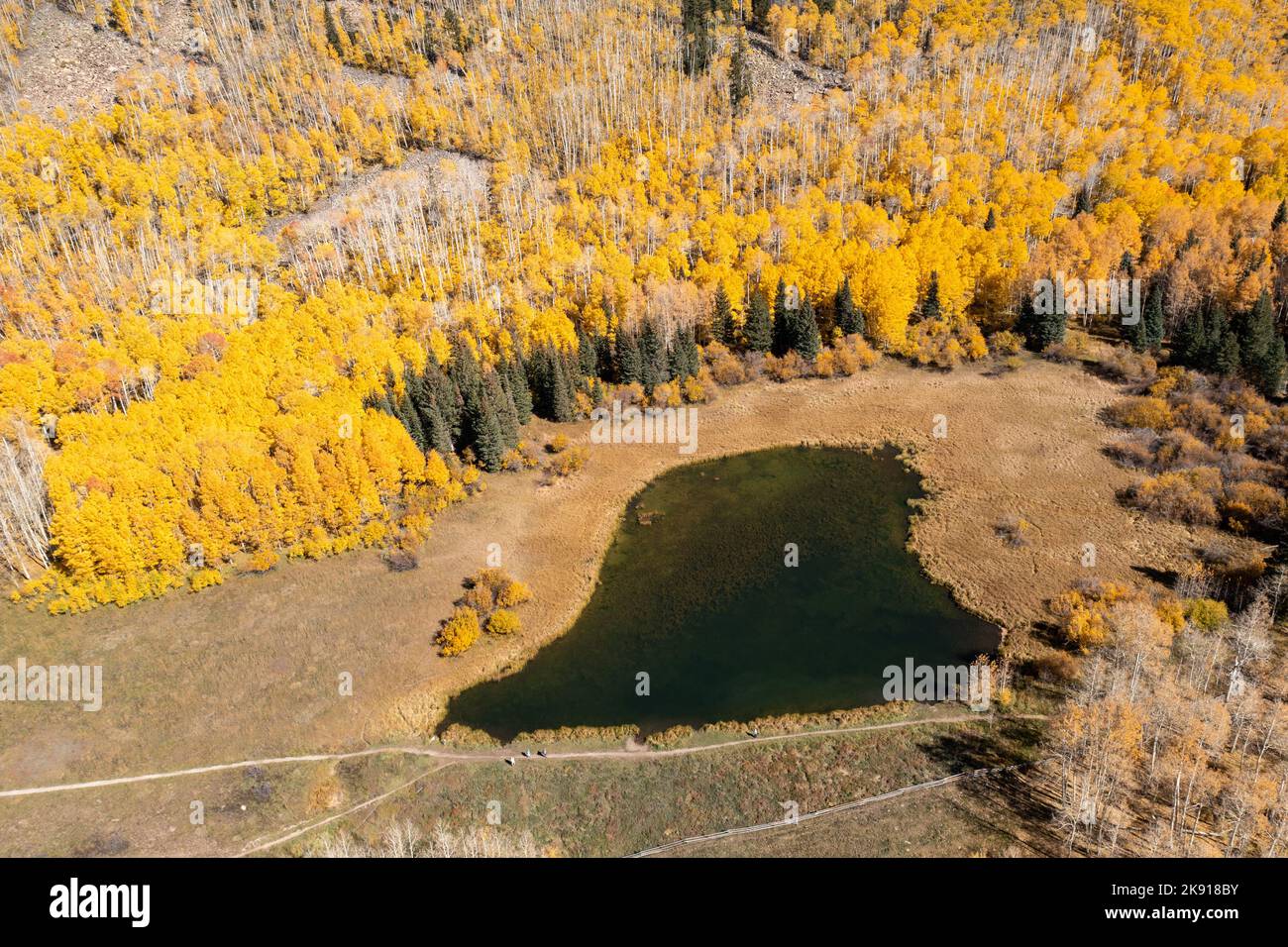 Aspen trees in fall color by Warner Lake in the La Sal Mountains in the ...