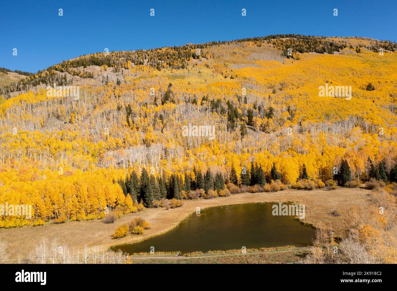 Aspen trees in fall color by Warner Lake in the La Sal Mountains in the ...