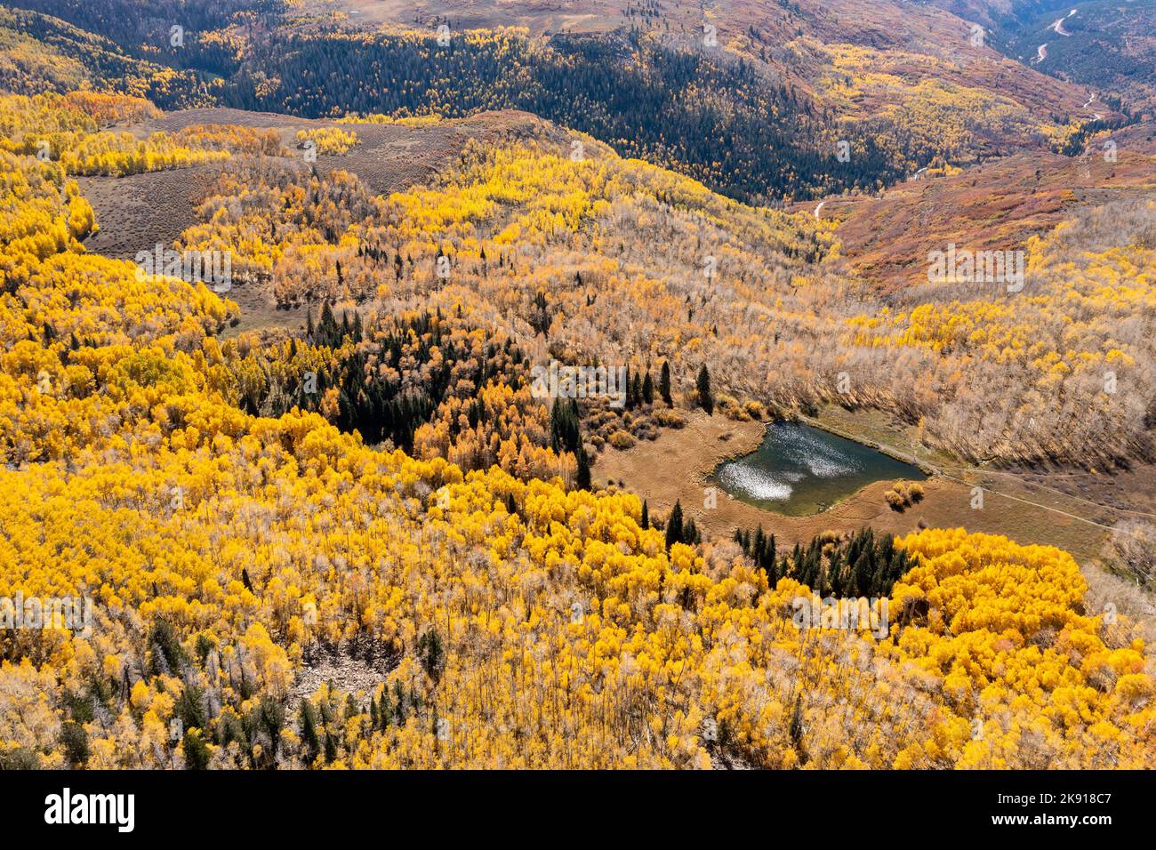 Aspen trees in fall color by Warner Lake in the La Sal Mountains in the ...