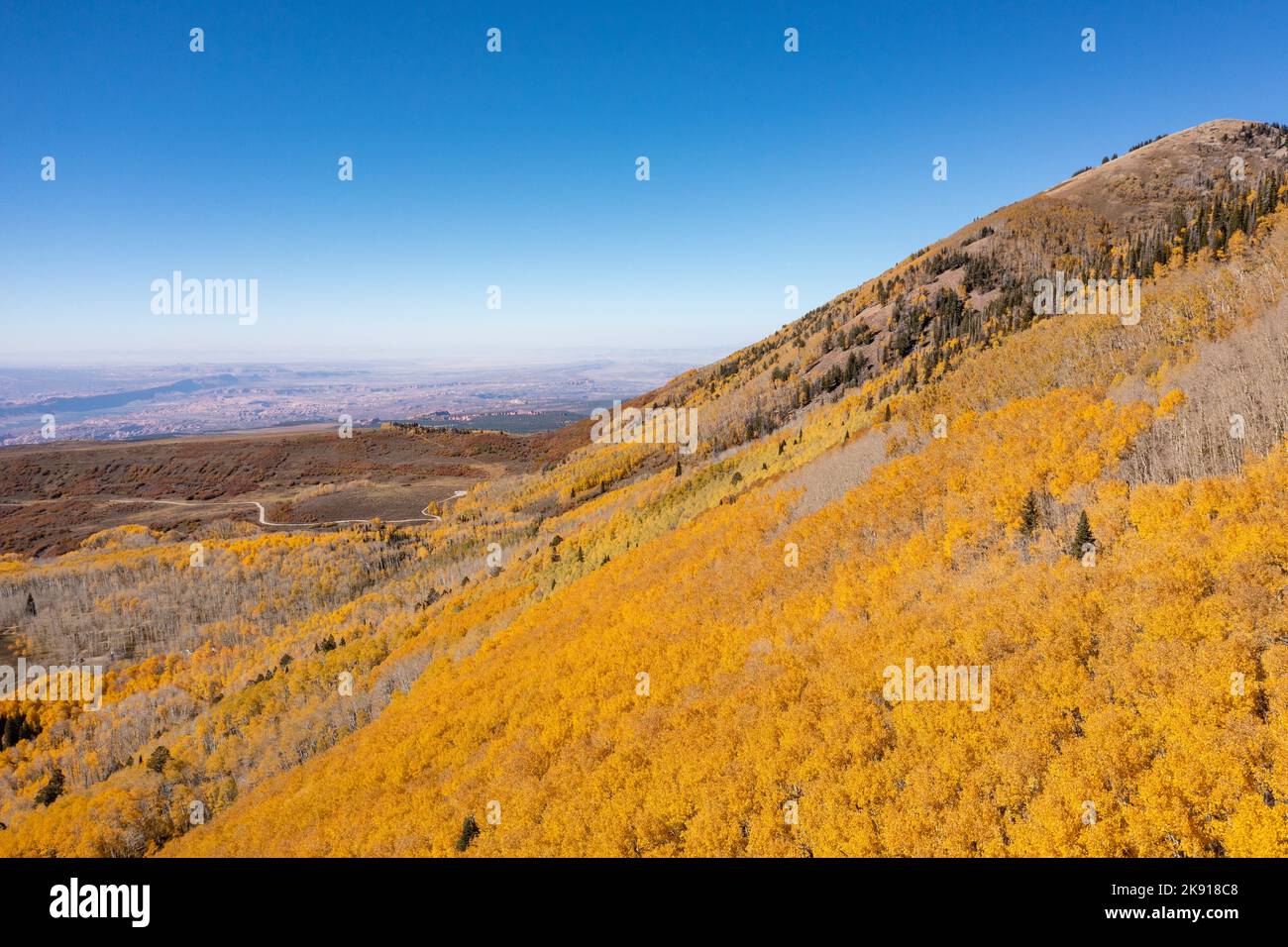 Aspen trees in fall color in the La Sal Mountains in the Manti-La Sal ...