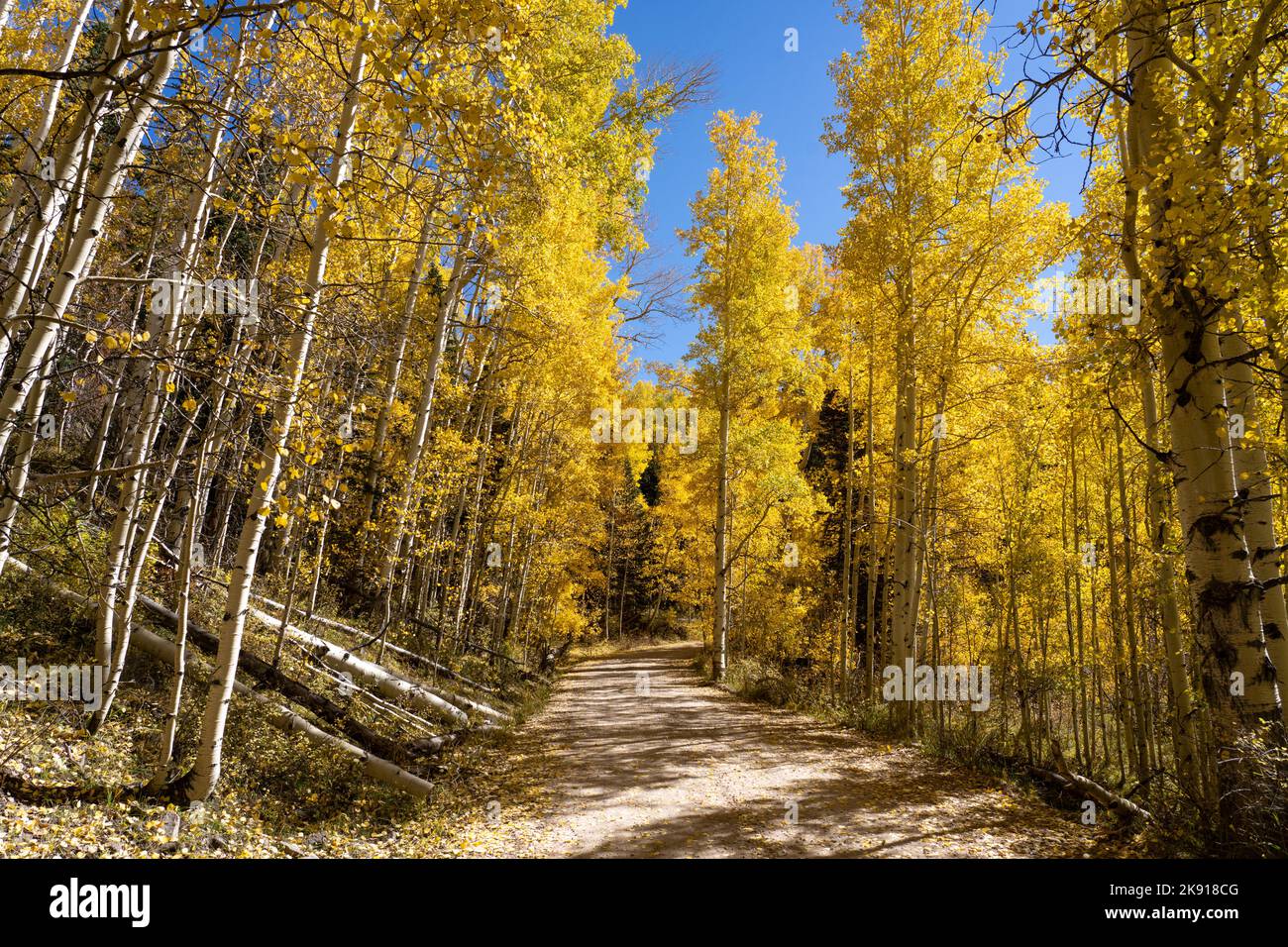 A dirt road through the aspen trees in fall color in the Manti-La Sal ...