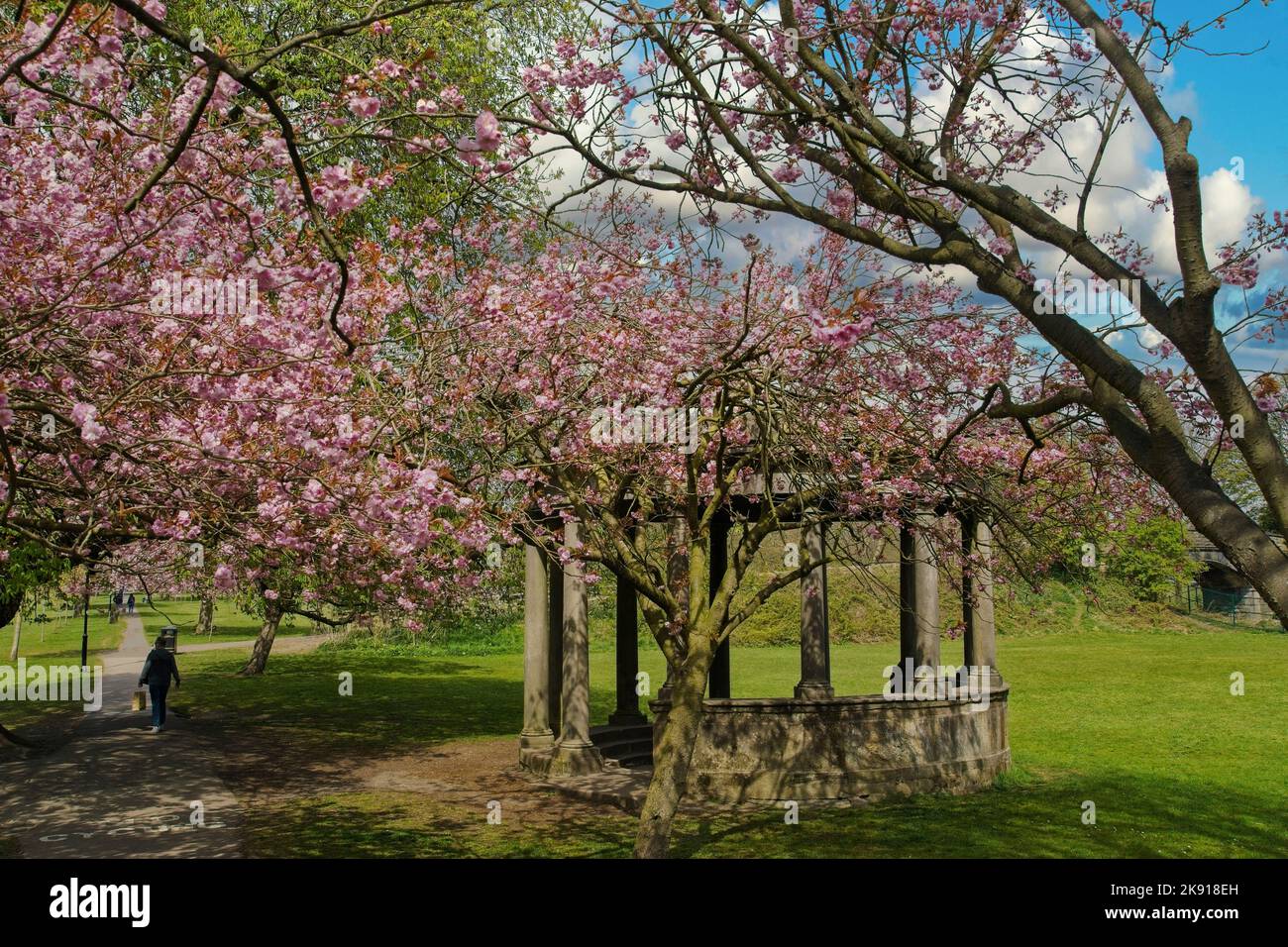 Beautiful Pink Cherry Blossom in full bloom next to Tewit Well, it is a ...