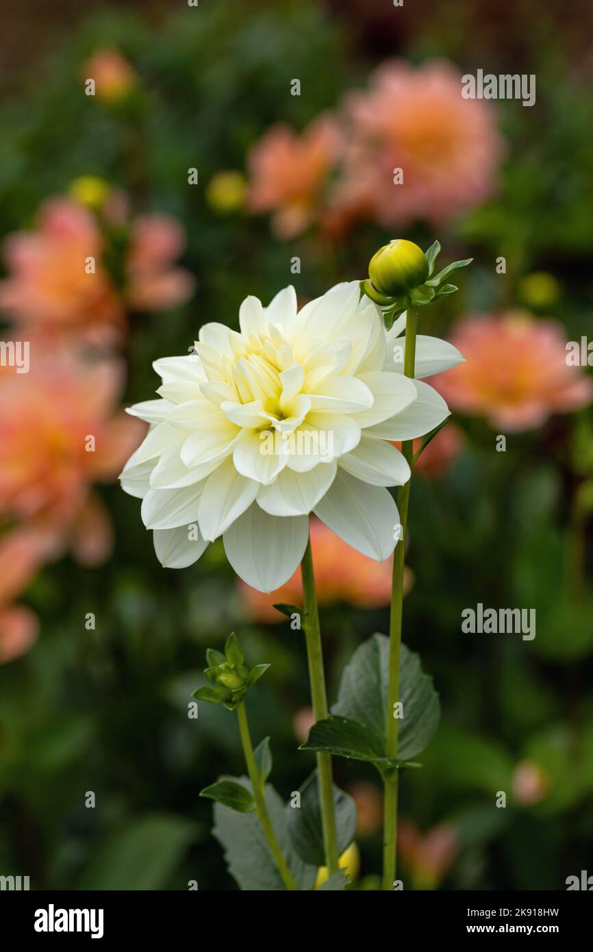 Close up of a single white dahlia planted in a garden border with ...
