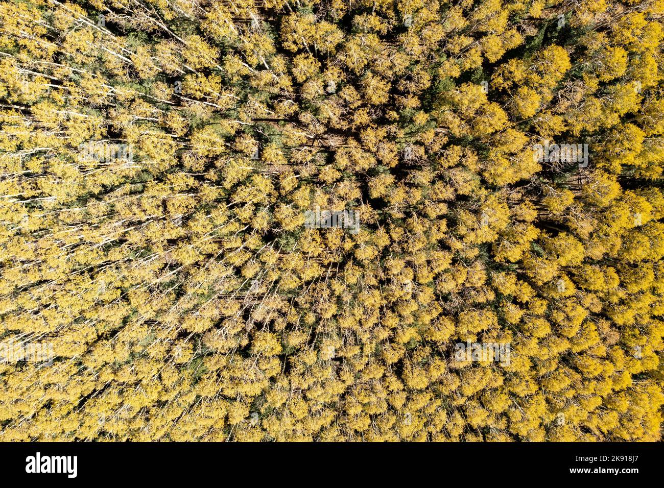 Overhead view of aspen trees in fall color in the La Sal Mountains in ...