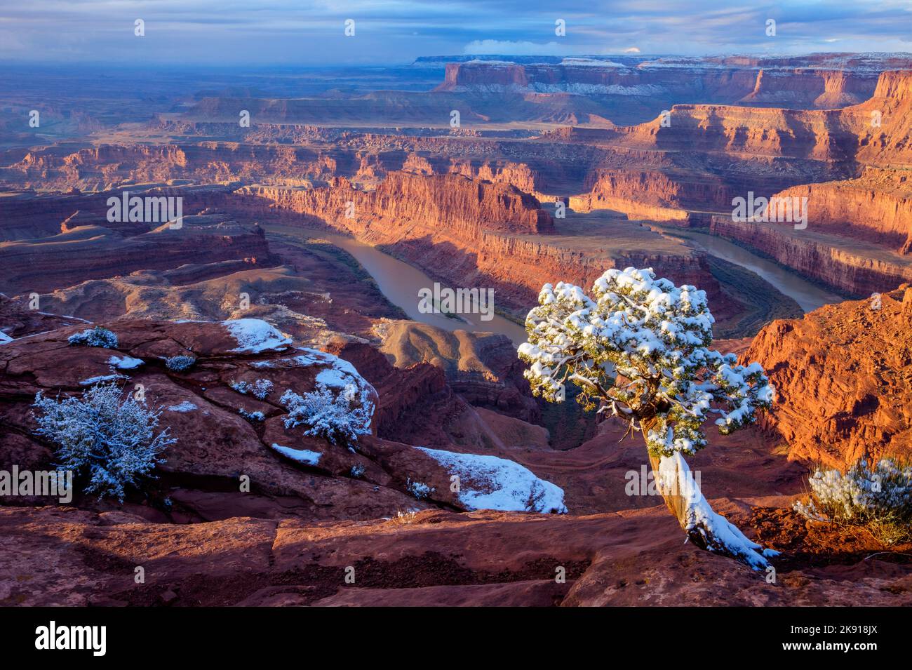 A snow-covered Utah juniper tree on the edge of the cliff at Dead Horse ...