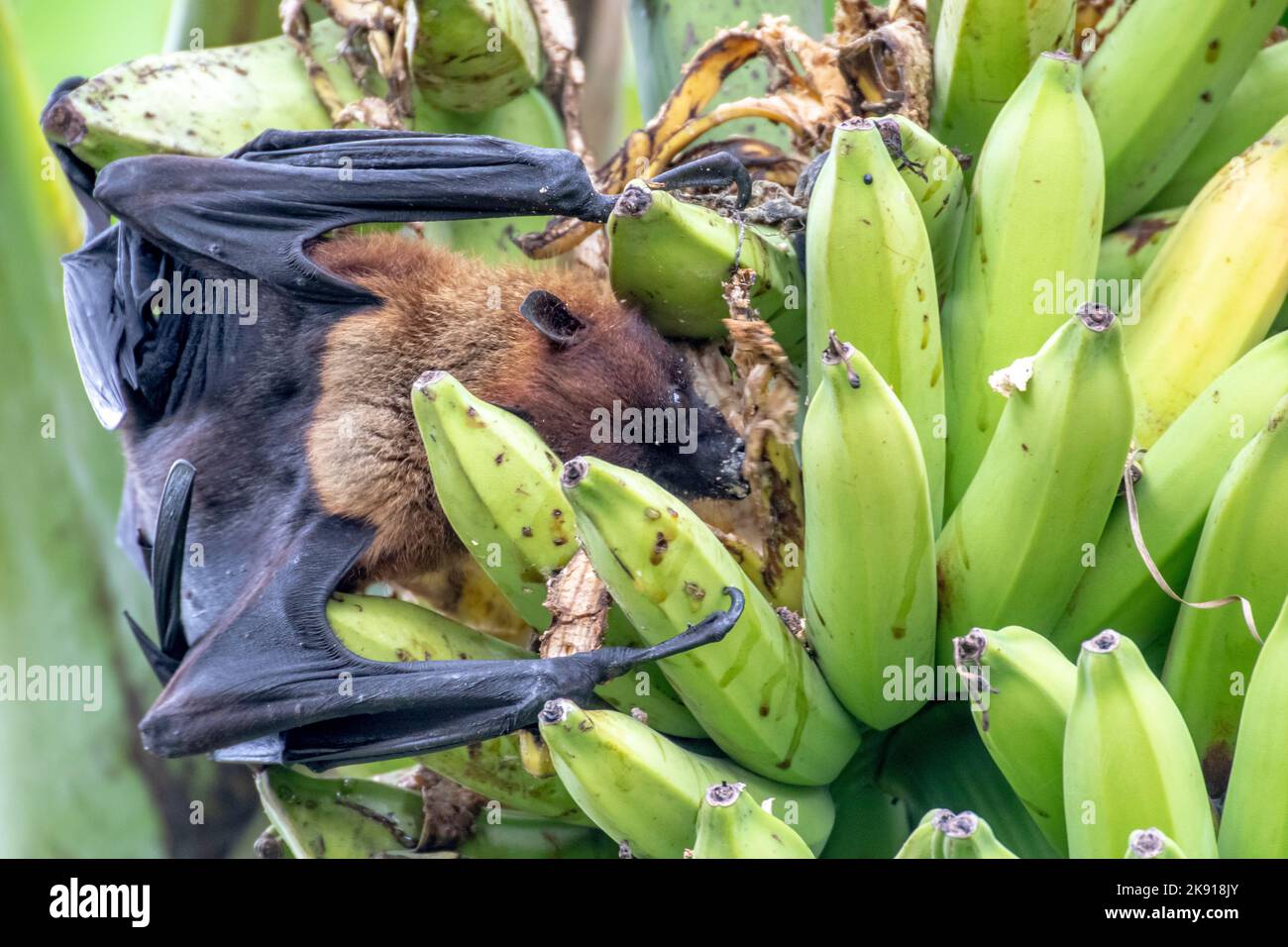 Spectacled fruit hi-res stock photography and images - Alamy