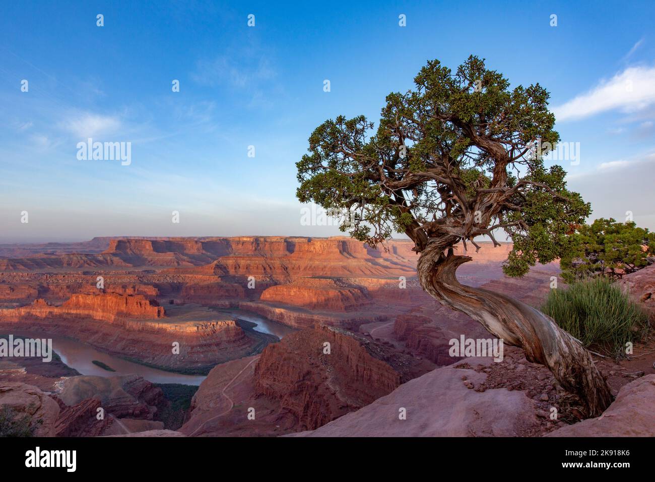 A Utah juniper tree and view of the Goose Neck of the Colorado River ...