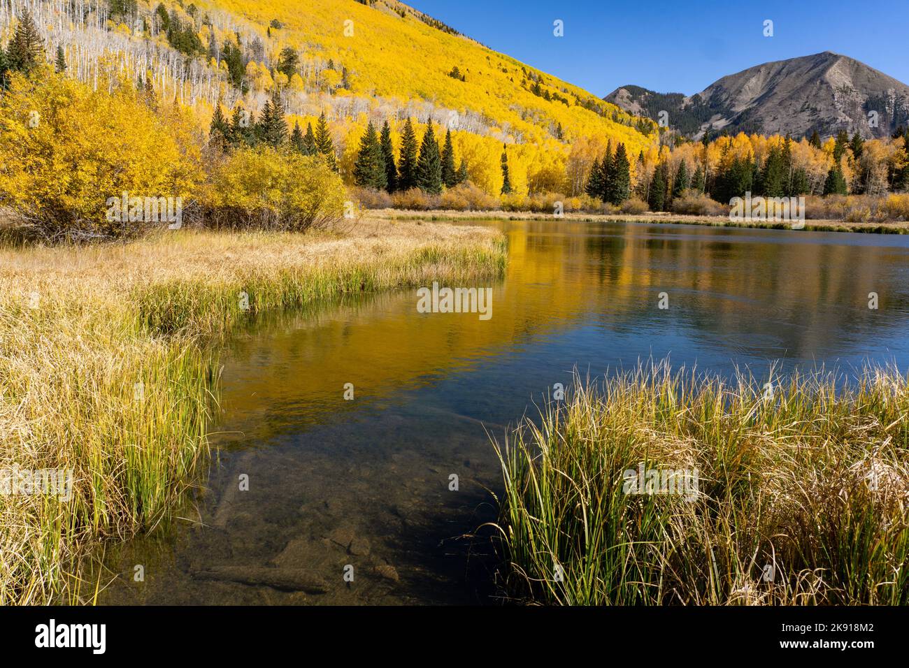 Aspen trees in fall color by Warner Lake in the La Sal Mountains in the ...
