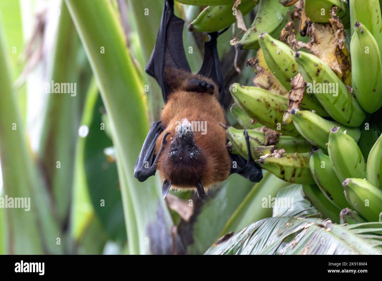 Mauritian tomb bats hi-res stock photography and images - Alamy