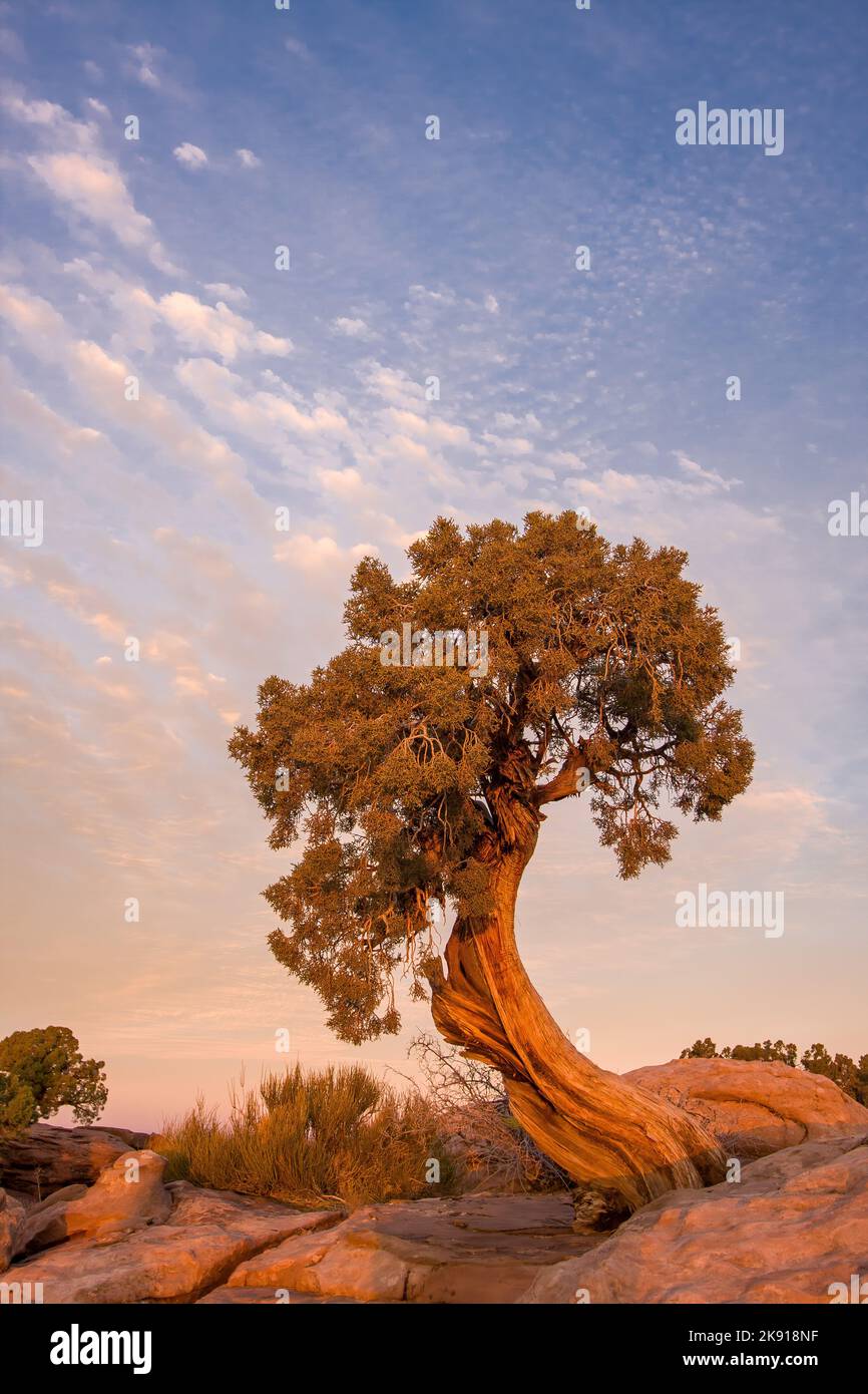 An ancient Utah Juniper in dawn light on Kayenta sandstone at Dead ...