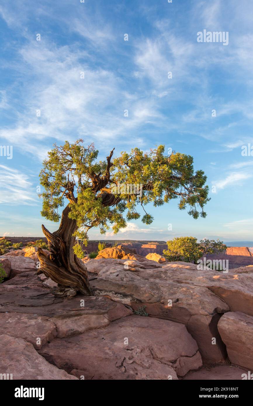 An ancient Utah Juniper on Kayenta sandstone at sunrise at Dead Horse ...