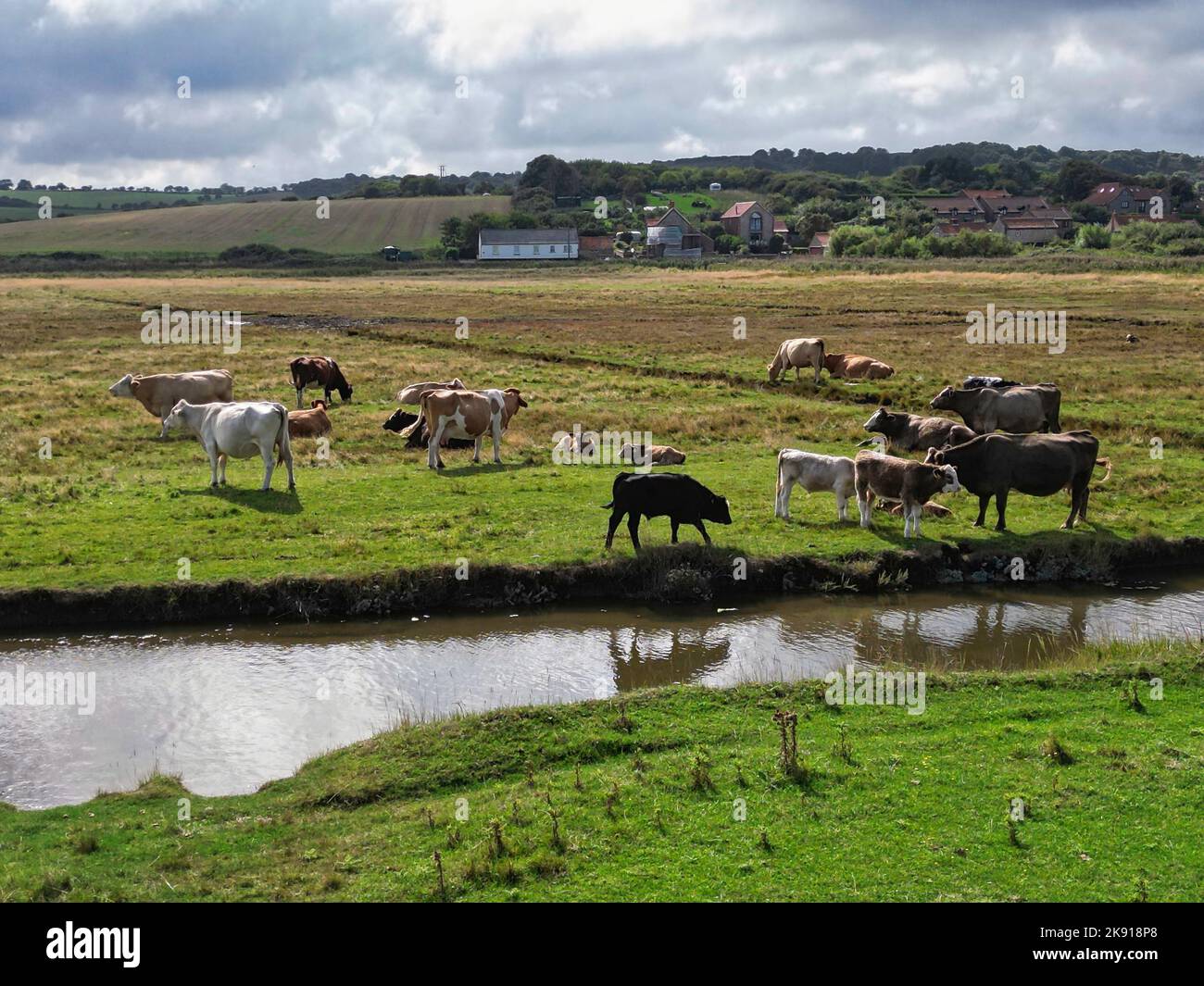 A group of cows on a field reclaimed from salt marshes in Norfolk Stock ...