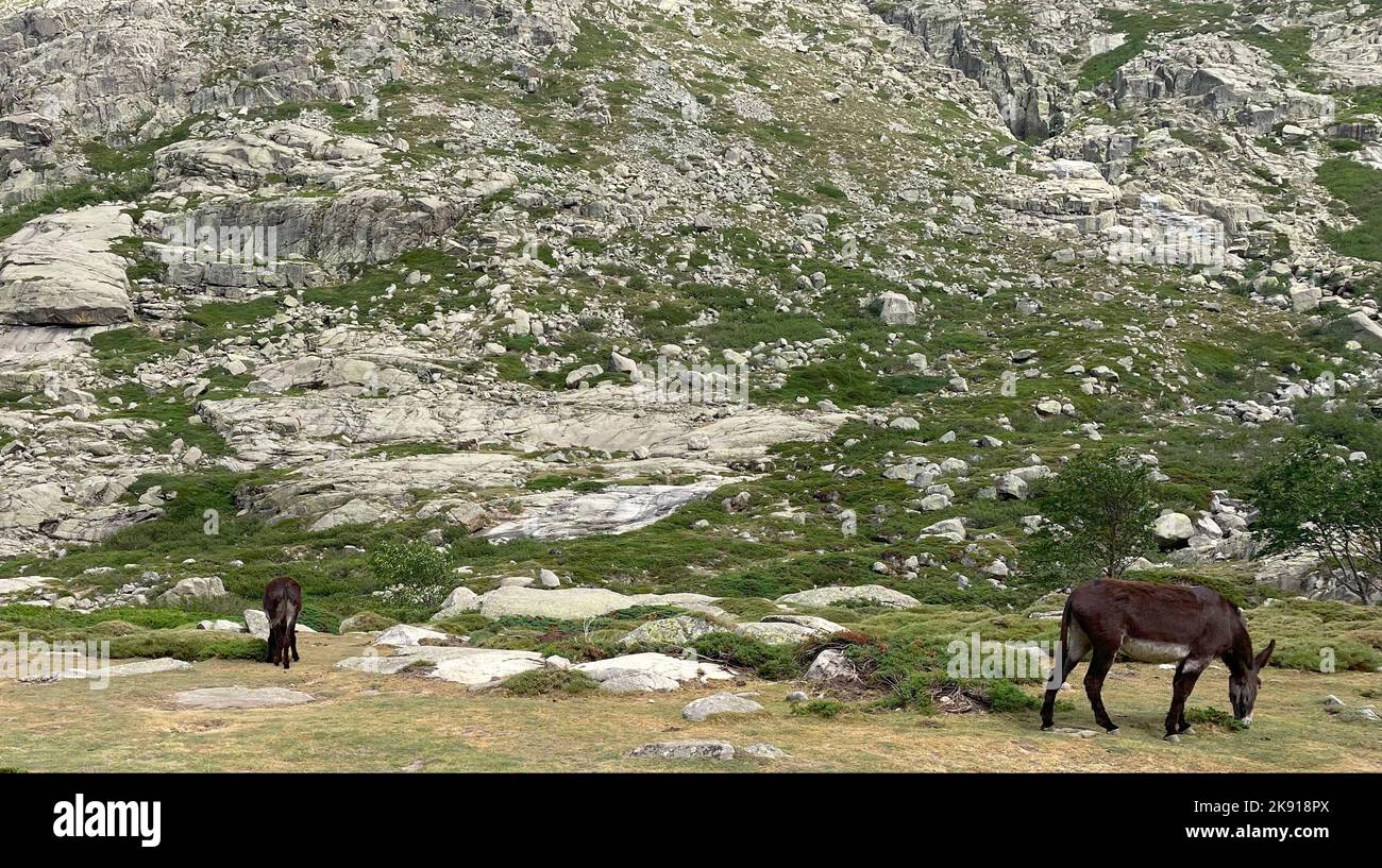 Two mules animals hi-res stock photography and images - Alamy