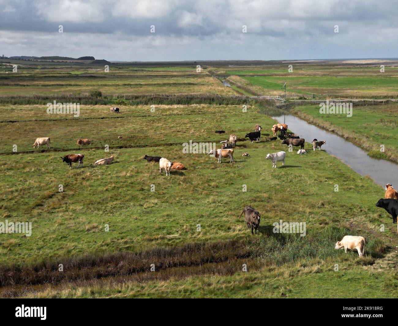 An aerial shot of a group of cows on a field reclaimed from salt ...