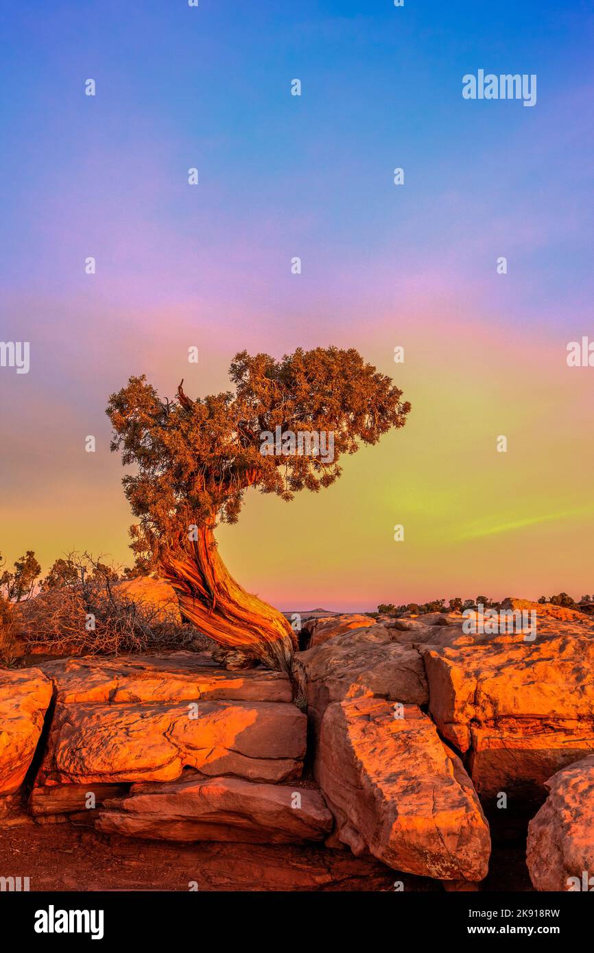 An ancient Utah Juniper on Kayenta sandstone at sunrise at Dead Horse ...