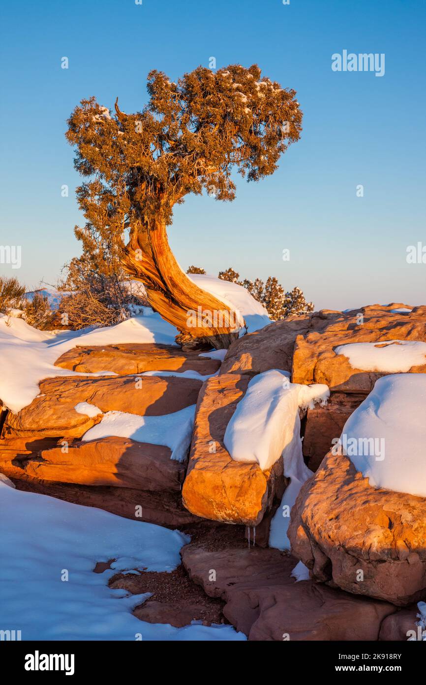 An ancient Utah Juniper on Kayenta sandstone at sunrise with winter ...