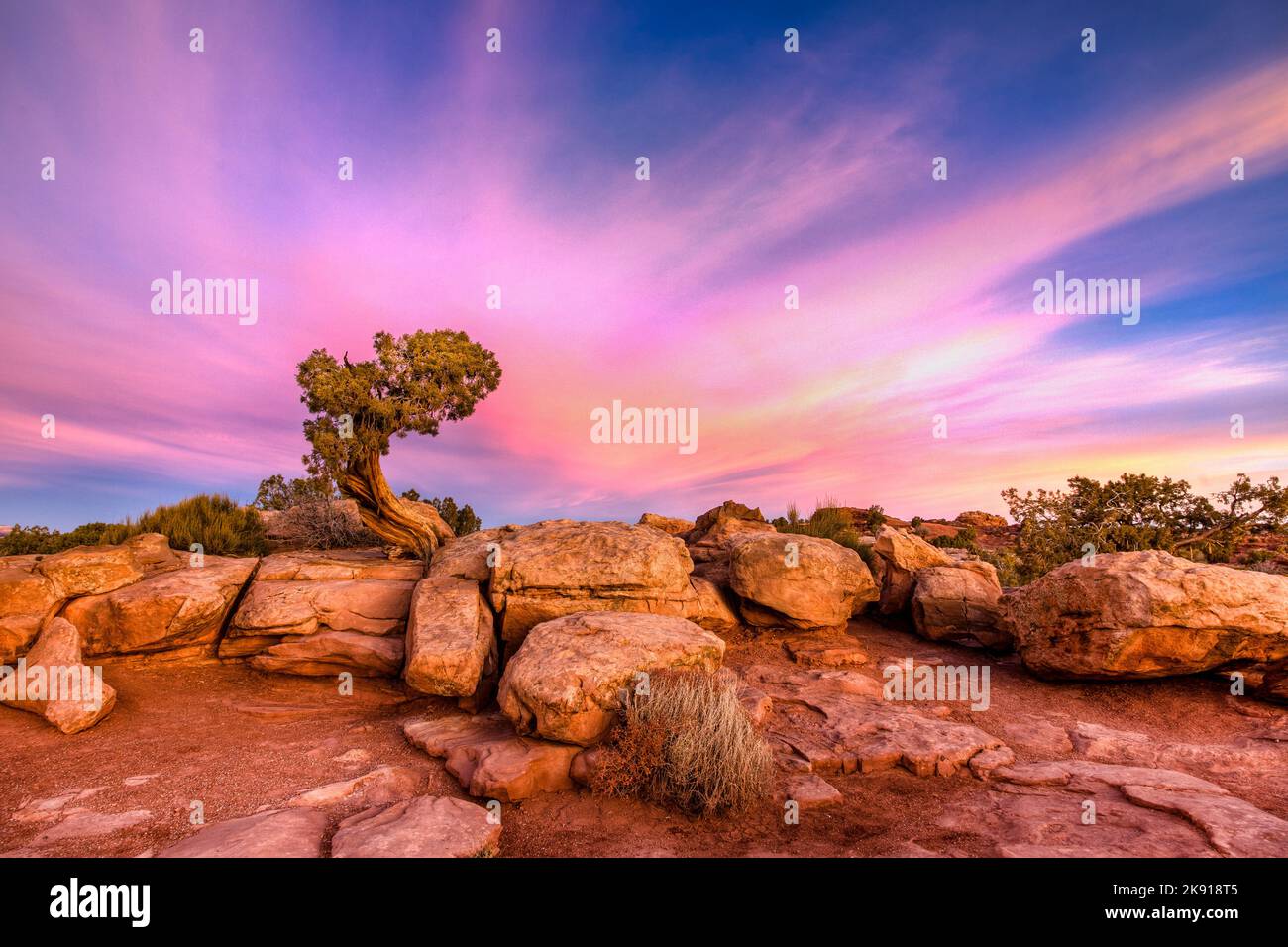 An ancient Utah Juniper on Kayenta sandstone at sunrise at Dead Horse ...