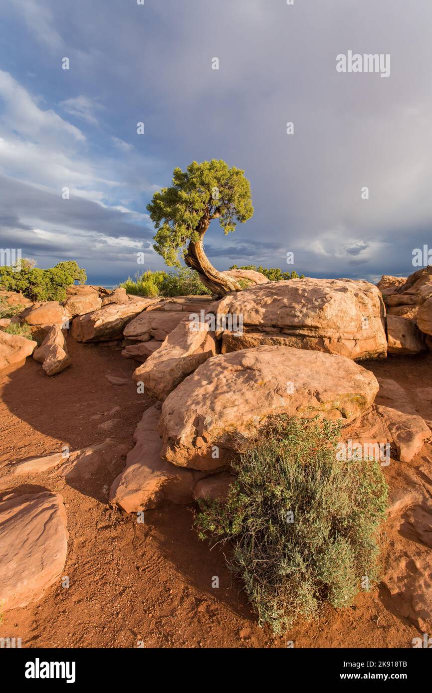 An ancient Utah Juniper on Kayenta sandstone with storm clouds at Dead ...