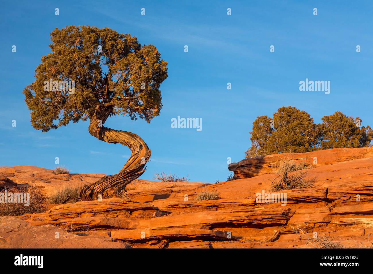 A Utah juniper tree with a 720 degree twist in its trunk at Dead Horse ...
